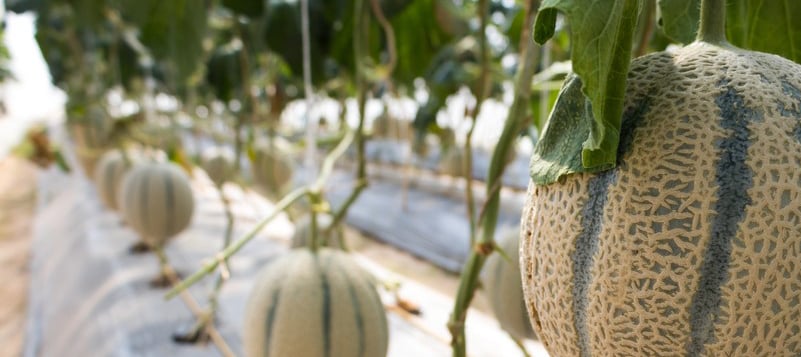 Cultiver les Melons en Hauteur : Méthodes et Avantages - Pépinière Nordique
