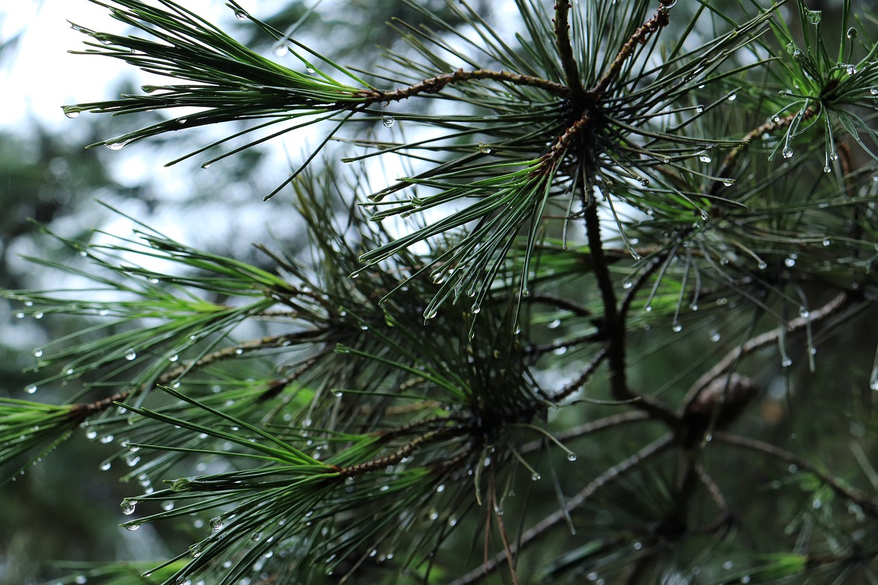 Pin de Corée (pinus koriansis) - Pépinière Nordique
