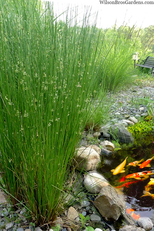 Jonc Épars (Juncus effusus) - Common Rush - Pépinière Nordique