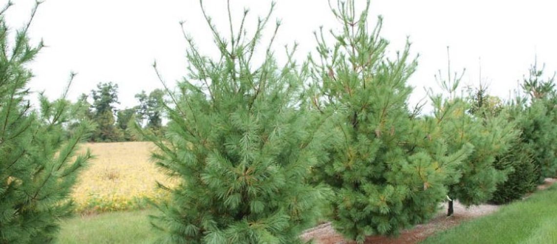 Fiche de culture du Pin Blanc (Pinus strobus) - Eastern White Pine ...