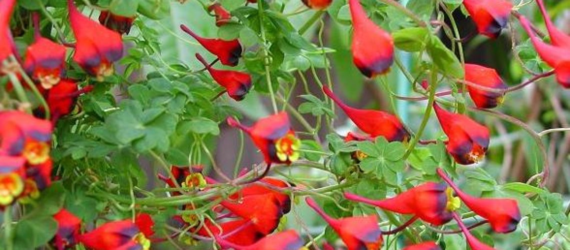 Tropaeolum tricolor : La Capucine Vivace, Éclatante et Facile à ...